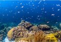 The best snorkeling in Bonaire | OutsiderView