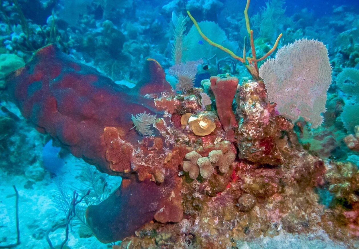 The best snorkeling in the Turks and Caicos Islands | OutsiderView
