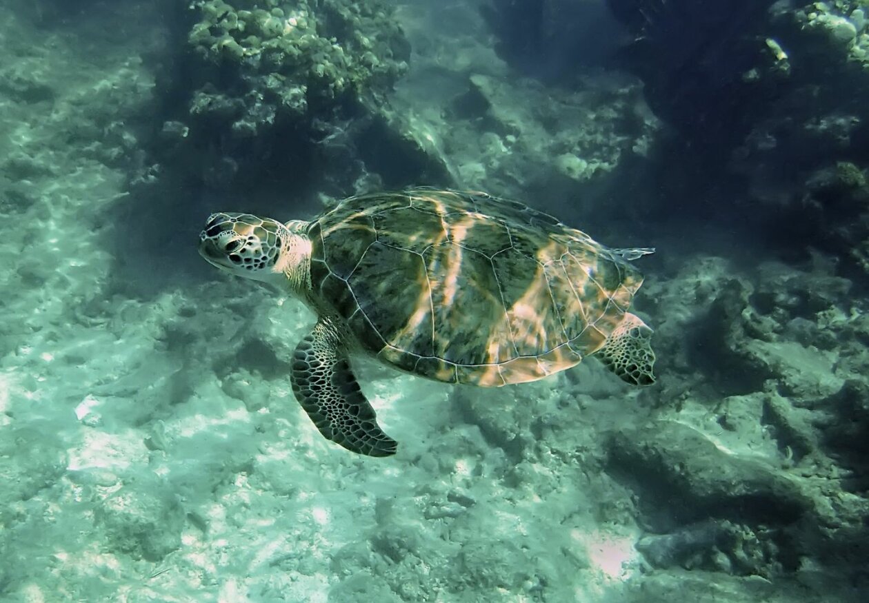The best snorkeling in the Florida Keys | OutsiderView