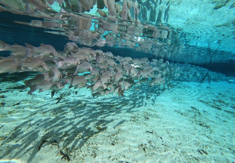 The best snorkeling in Florida | OutsiderView