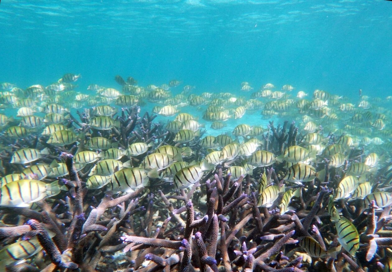 The best snorkeling in Coral Bay, Western Australia | OutsiderView